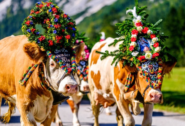 Almabtrieb: A Celebration of Alpine Traditions • European Cuisine ...